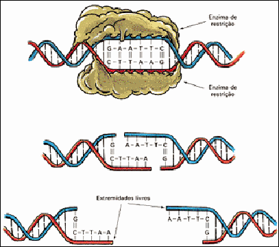 BioSpot: Engenharia Genética - DNA Recombinante
